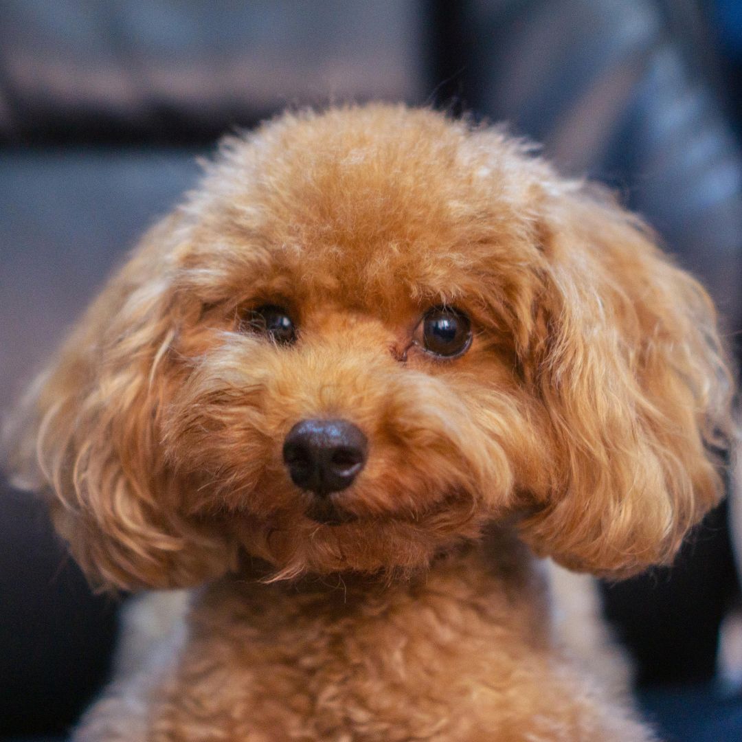 How to Prepare Your Home for a New Puppy or Kitten – LIFESTYLE BY PS