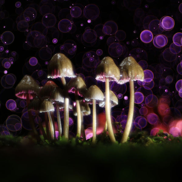 Exploring the Healing Potential of Psilocybin Mushrooms for Mind-Body ...
