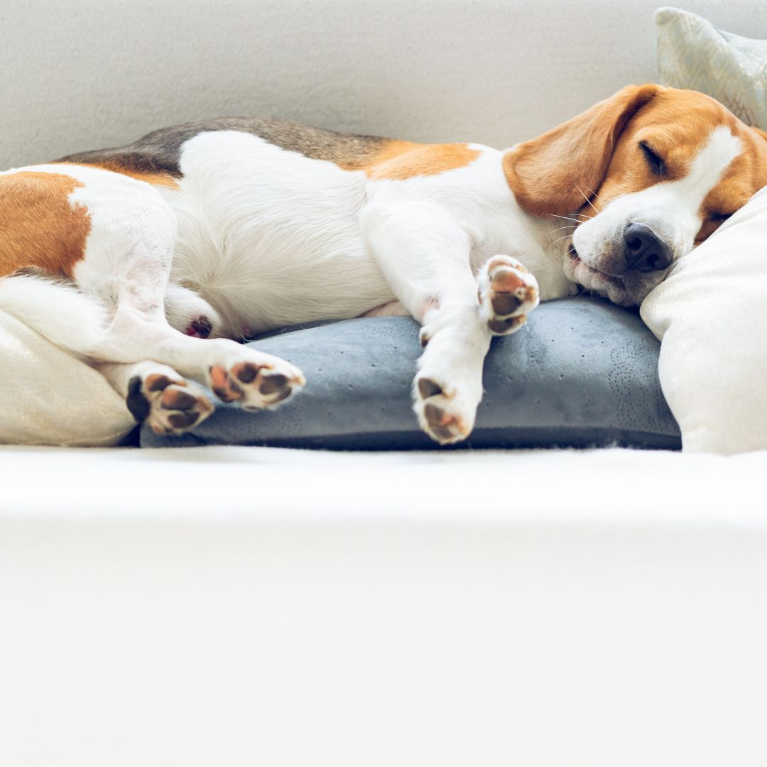 The Beagle: A Small Dog with a Big Personality – LIFESTYLE BY PS